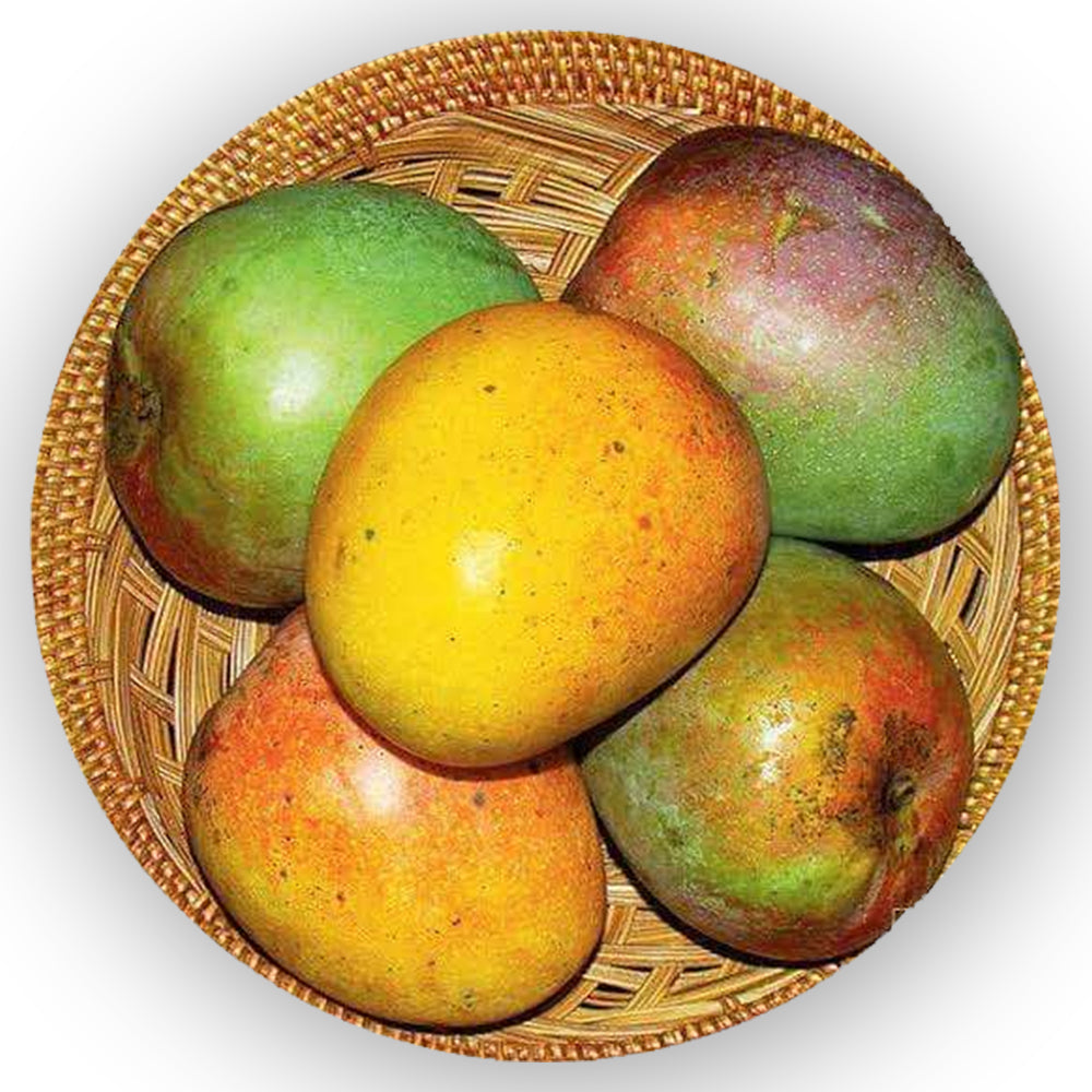 Kalepadu Mango – Proud Farmer Organics